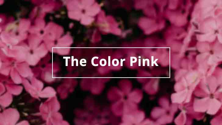 The Affectionate Pink Color - Various Effects of Pink Color