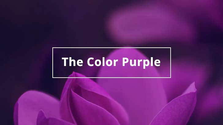 The Color Purple - The Imaginative Purple Color