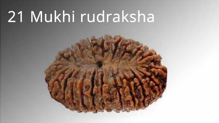 21 Mukhi Rudraksha - What Are the Benefits of Twenty One Faced Rudraksha?